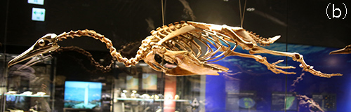 進化の歴史｜科学バー