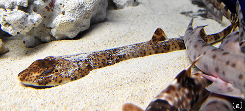 すべての生き物をめぐる100の系統樹｜科学バー