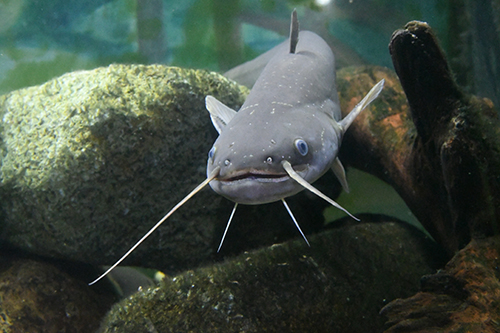 すべての生き物をめぐる100の系統樹｜科学バー