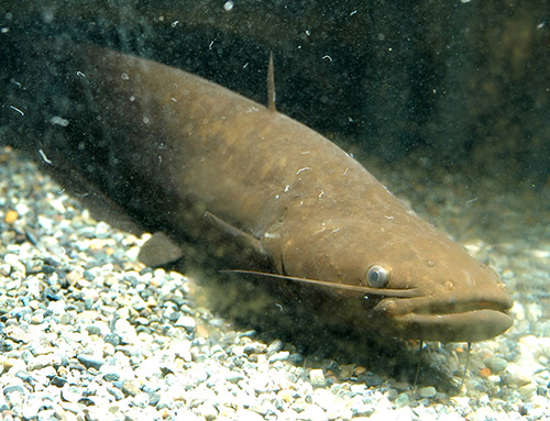 すべての生き物をめぐる100の系統樹｜科学バー