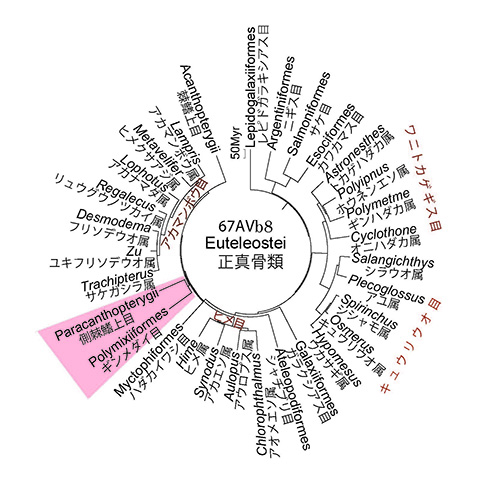すべての生き物をめぐる100の系統樹｜科学バー