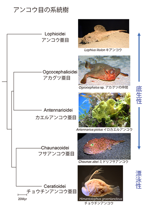 すべての生き物をめぐる100の系統樹｜科学バー