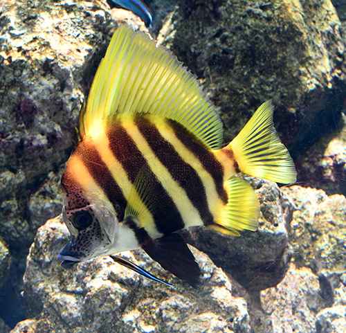 すべての生き物をめぐる100の系統樹｜科学バー